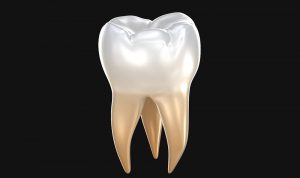 What is a molar teeth? - Dr Jamilian