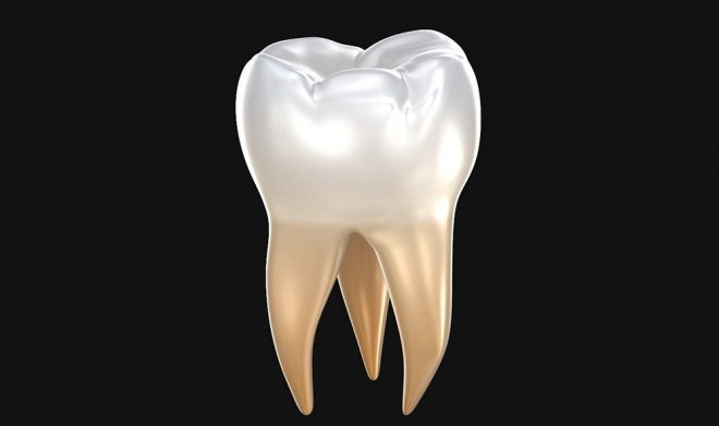What is a molar teeth? - Dr Jamilian