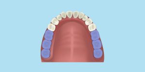 What is a molar teeth? - Dr Jamilian