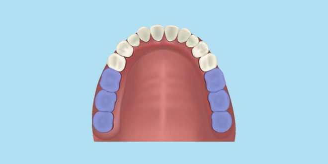 What is a molar teeth? - Dr Jamilian